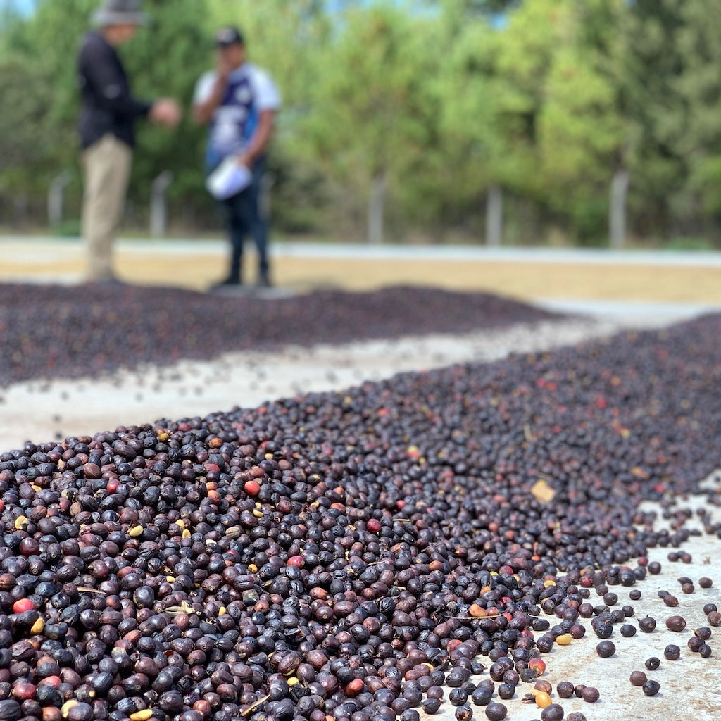 Guatemala | Finca Santa Ana Orange Bourbon Natural – PT's Coffee