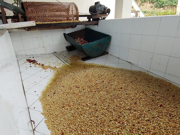 The Washed Process in Pictures – PT's Coffee