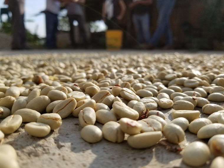 Coffee Seasonality: An Introduction – PT's Coffee