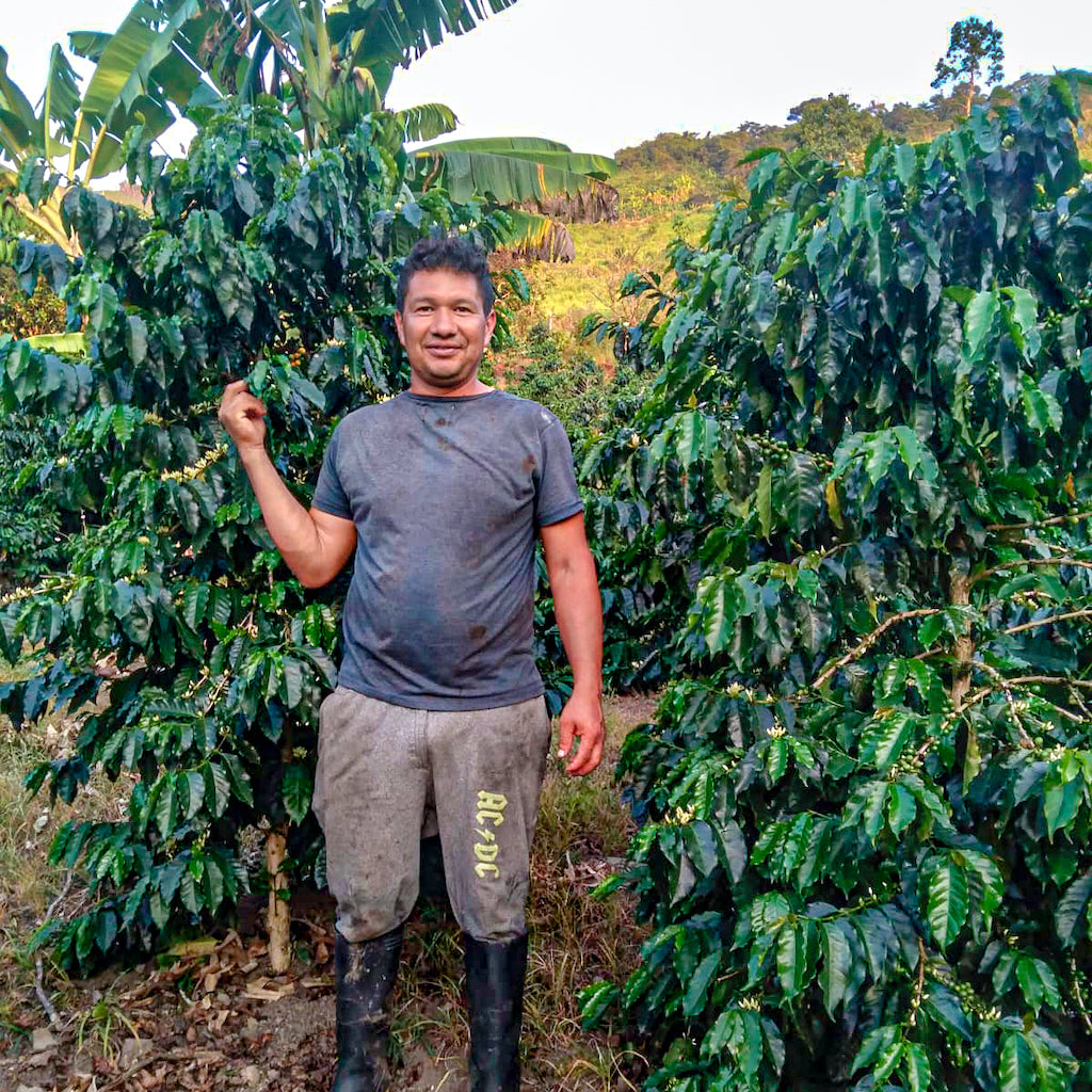 Ecuador | Chito Community Blend Washed – PT's Coffee