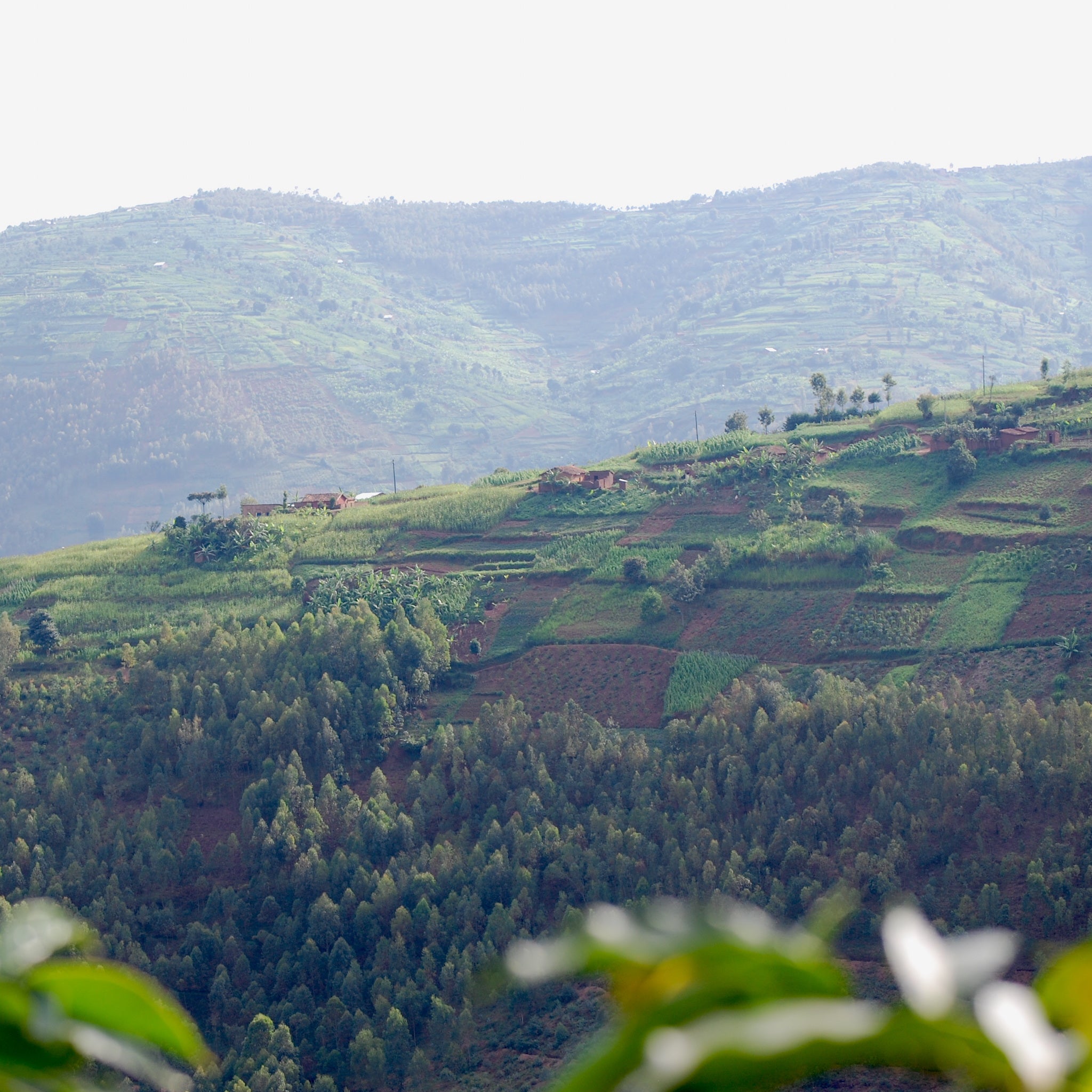 Kinini Village Bundle – PT's Coffee