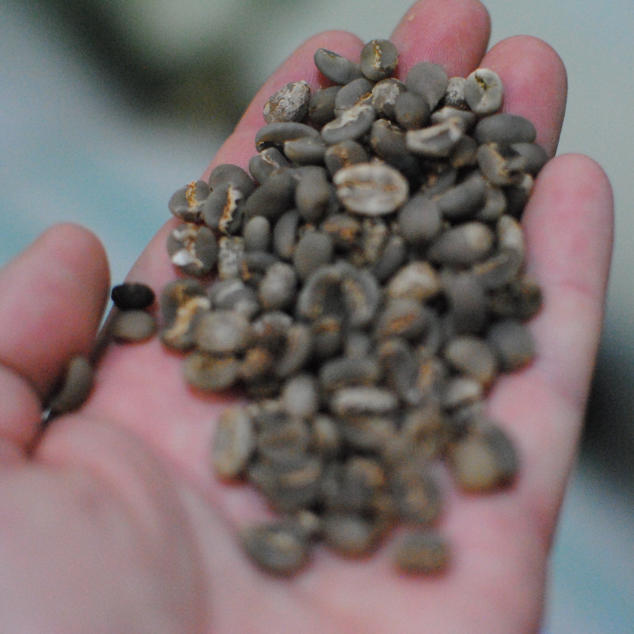Sumatra | Boru Batak – PT's Coffee