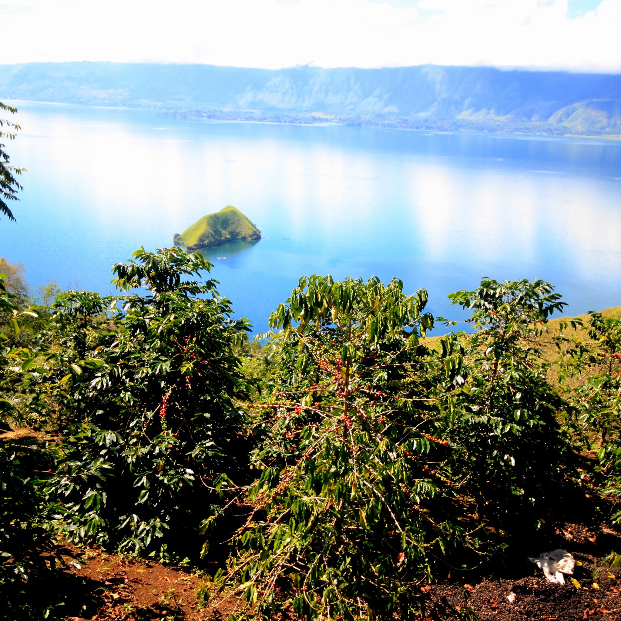 Sumatra | Boru Batak – PT's Coffee