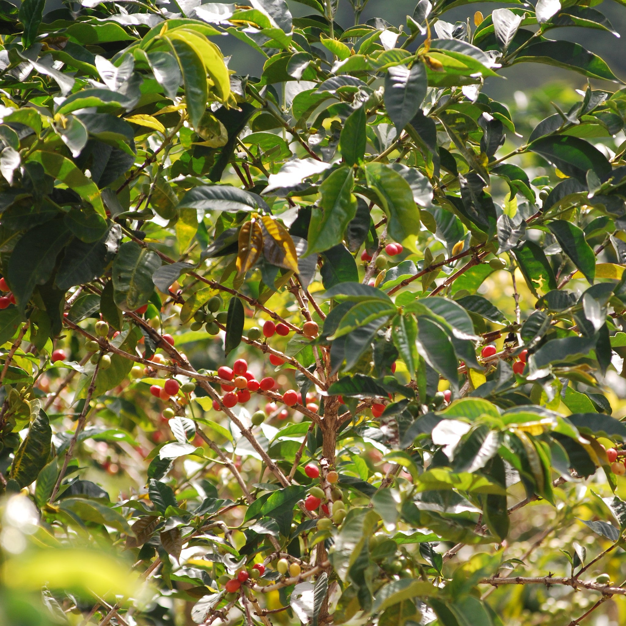 Rwanda | Kinini Village Washed – PT's Coffee